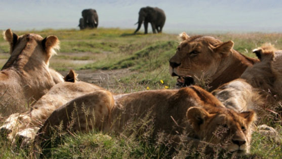 3 Days Meru National Park Safari | Kenia Mara Tours & Safaris (K)